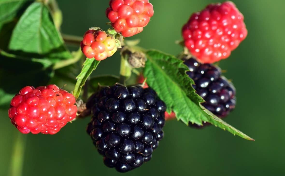 The Best Fruit